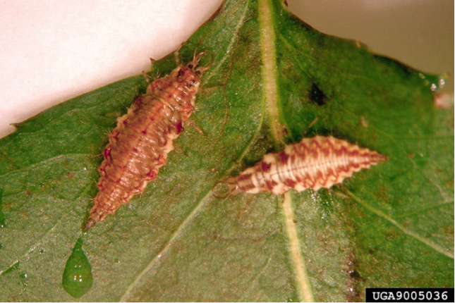 Lacewings | UConn Extension Bug Week 2025