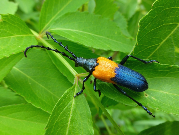 Wild and Wonderful Insects of New England | UConn Extension Bug Week ...