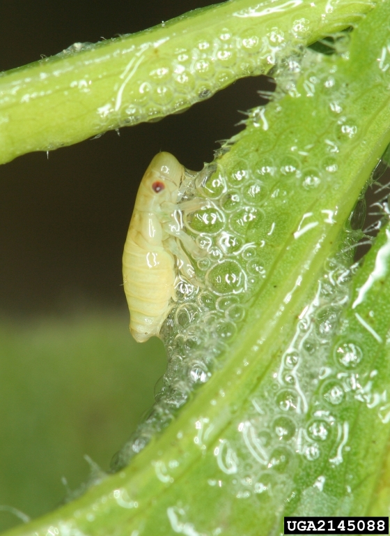 Spittlebug: A Unique Little Insect | UConn Extension Bug Week 2025