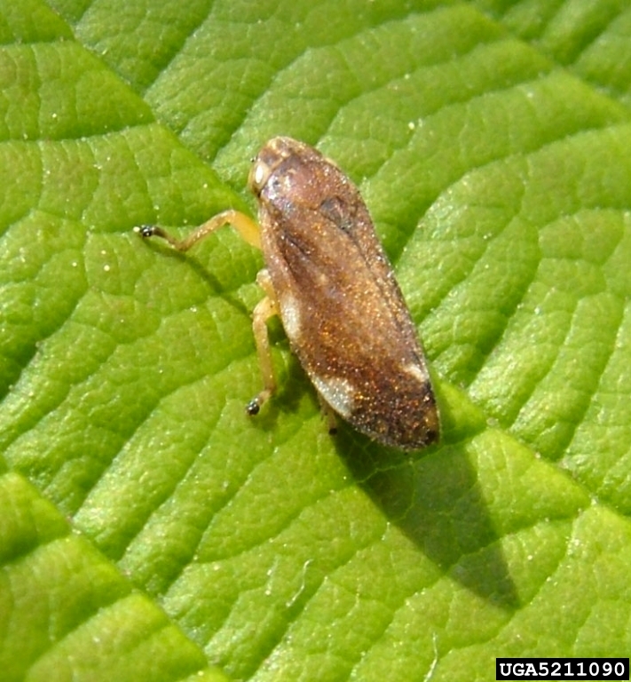 Spittlebug: A Unique Little Insect | UConn Extension Bug Week 2025