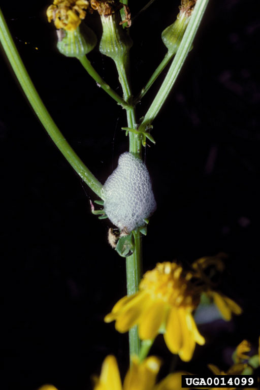 Spittlebug: A Unique Little Insect | UConn Extension Bug Week 2025