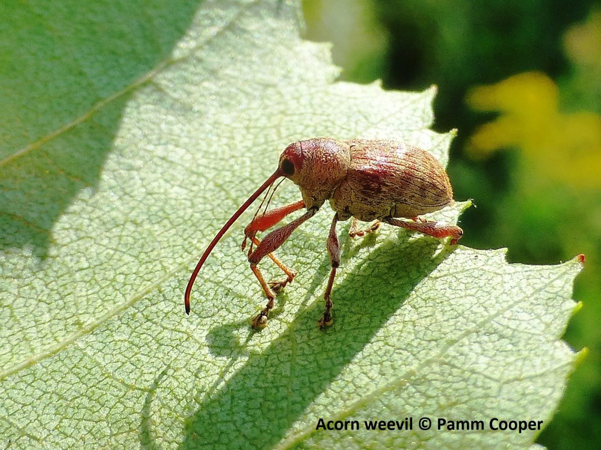 Insect Guide | UConn Extension Bug Week
