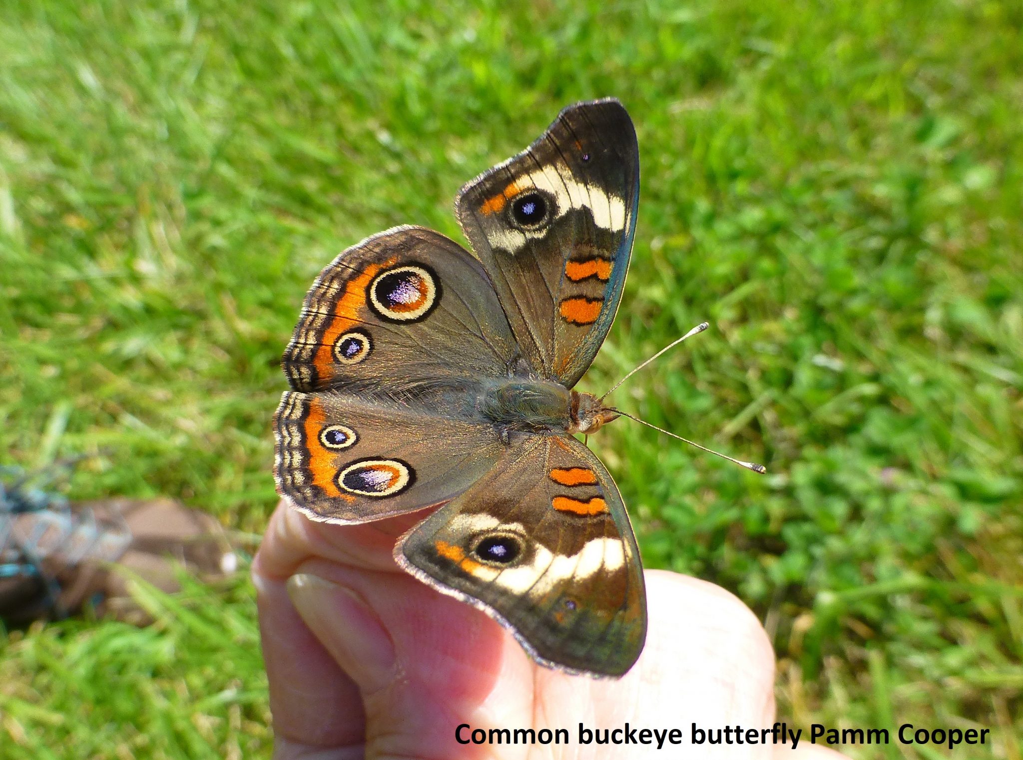 Insect Guide | UConn Extension Bug Week