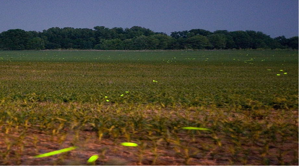 Fireflies | UConn Extension Bug Week 2025