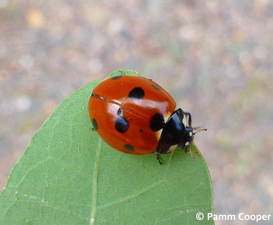 The Lady Bug Story | UConn Extension Bug Week 2025